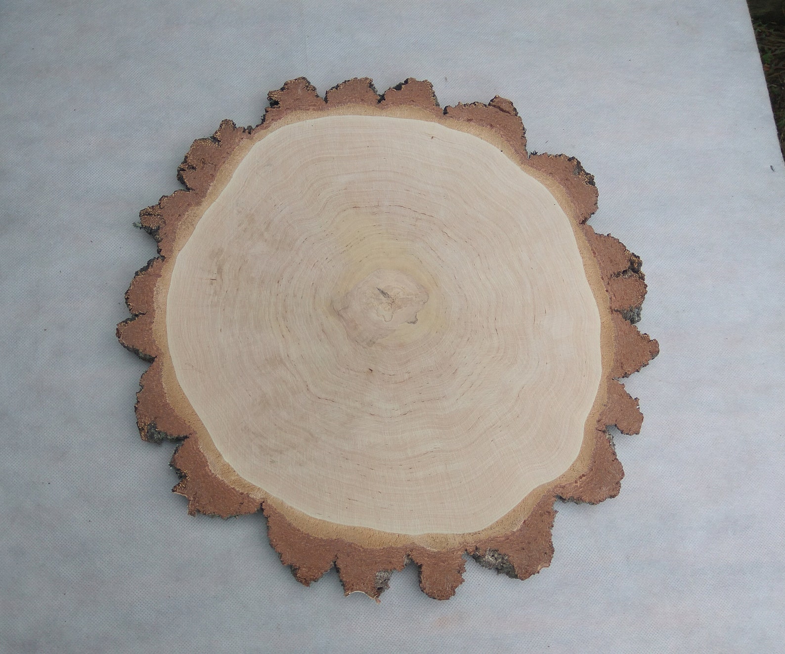 16-17 inch wood slice Birch Wood Slice | Etsy