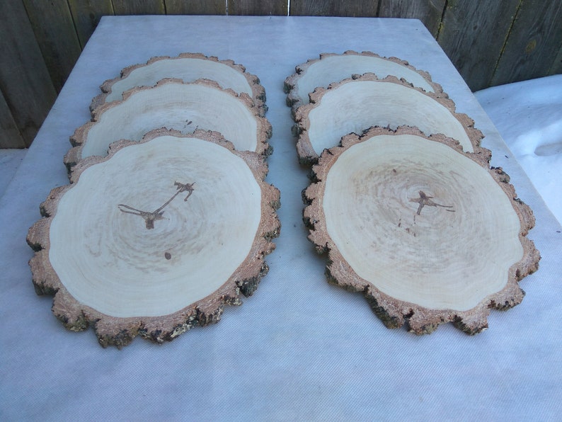 1012 Birch Wood Slice 10-12 Inch Wood Slice | Etsy