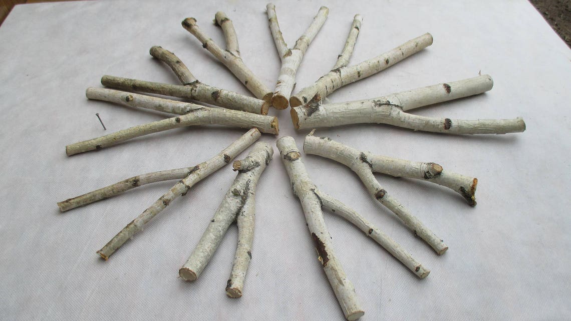 10 Forked Wood Sticks Birch Sticks White Birch Branches - Etsy