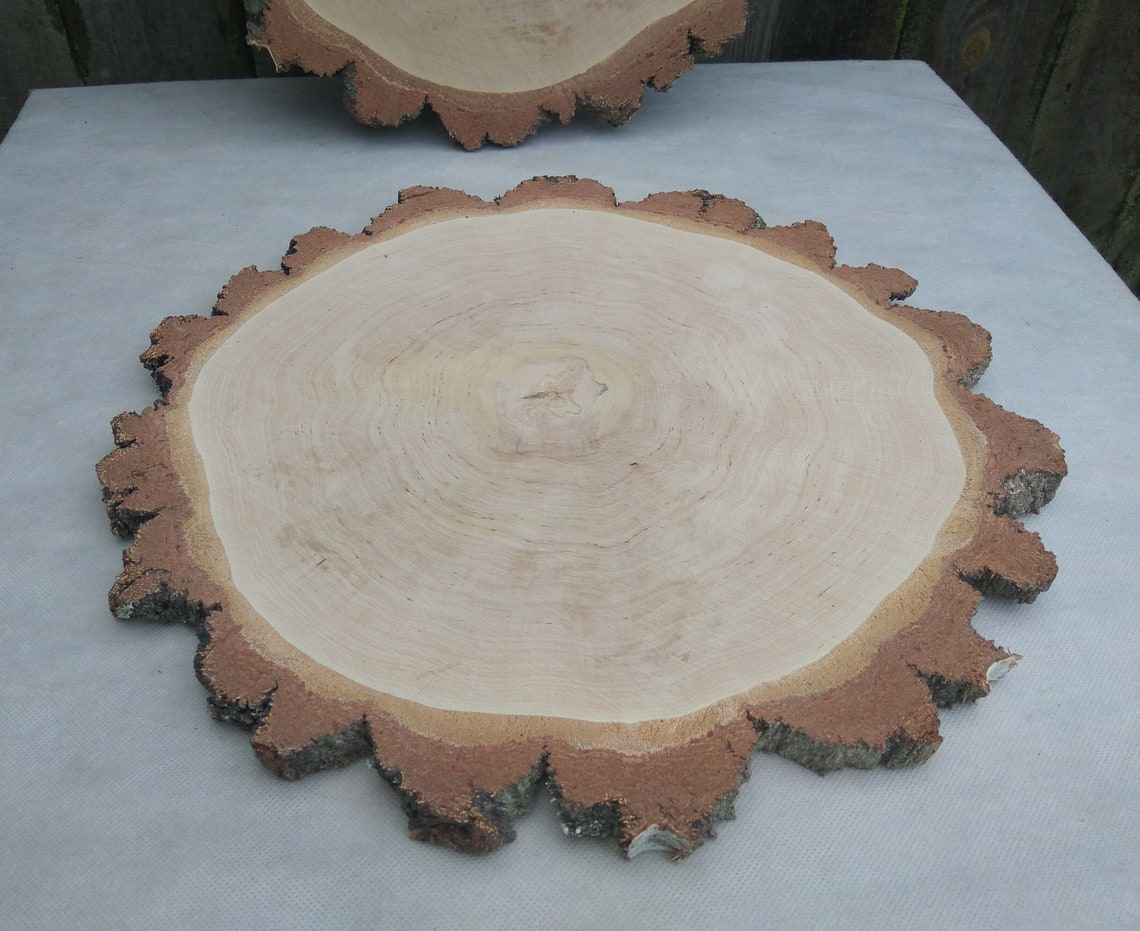 16-17 inch wood slice Birch Wood Slice | Etsy