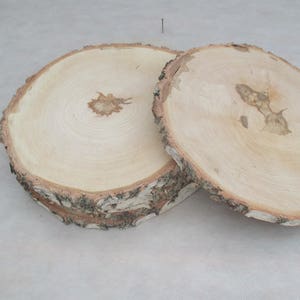 10-11 Inch Birch Slice Wood Slice 1011 Wood - Etsy