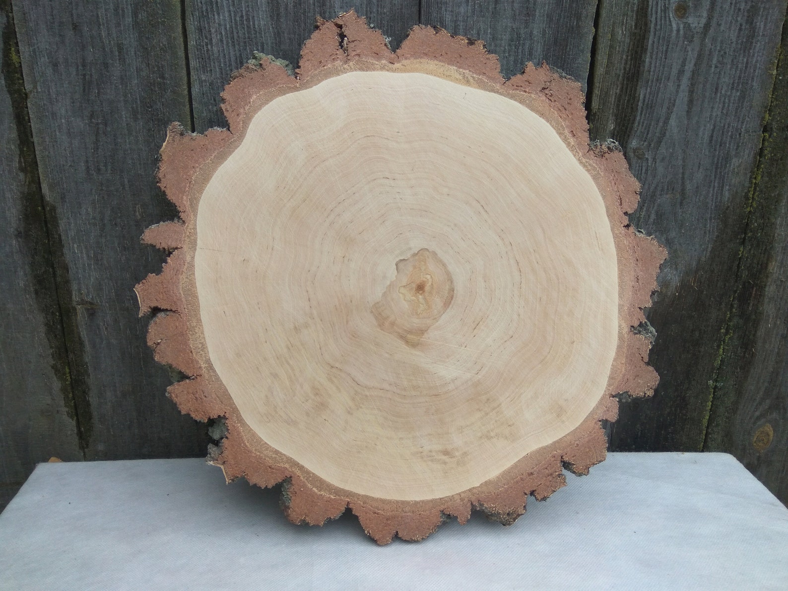 16-17 inch wood slice Birch Wood Slice | Etsy