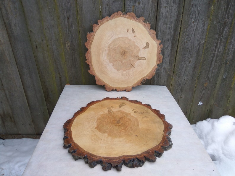 17large Birch Wood Slices 17 Inch Wood Slabs Wood - Etsy