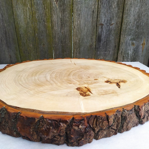 Tree Slice - Etsy
