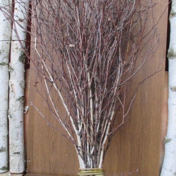 Birch Branches - Etsy
