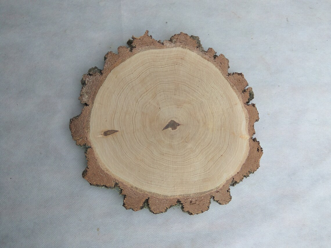 6 wood plates for centerpiece birch 11 Birch coaster | Etsy