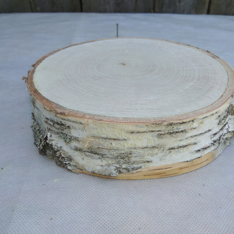 Birch Tree Slice - Etsy