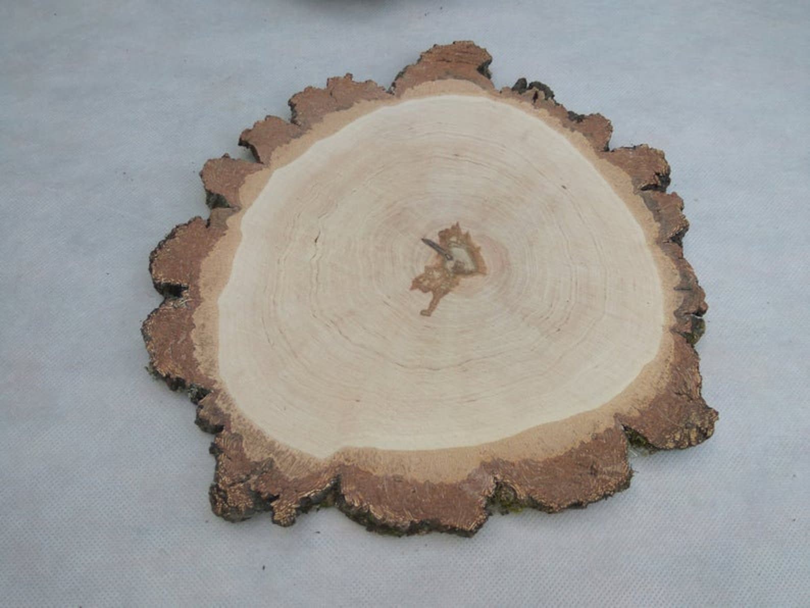 1011 Birch Wood Slice Approx. 10-11 Inch Wood - Etsy