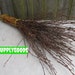 Birch Besom, Birch Tree Branches, Birch Twigs Bundle - Etsy