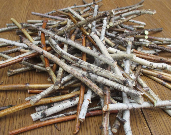Extra Long Birch Twigs, Birch Twigs, Birch Tree Branches, Birch Twigs ...