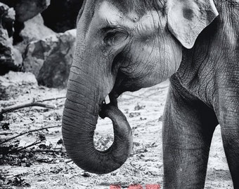 Vintage Historic Reproduction Photo Vintage Elephant at the Fairgrounds ...