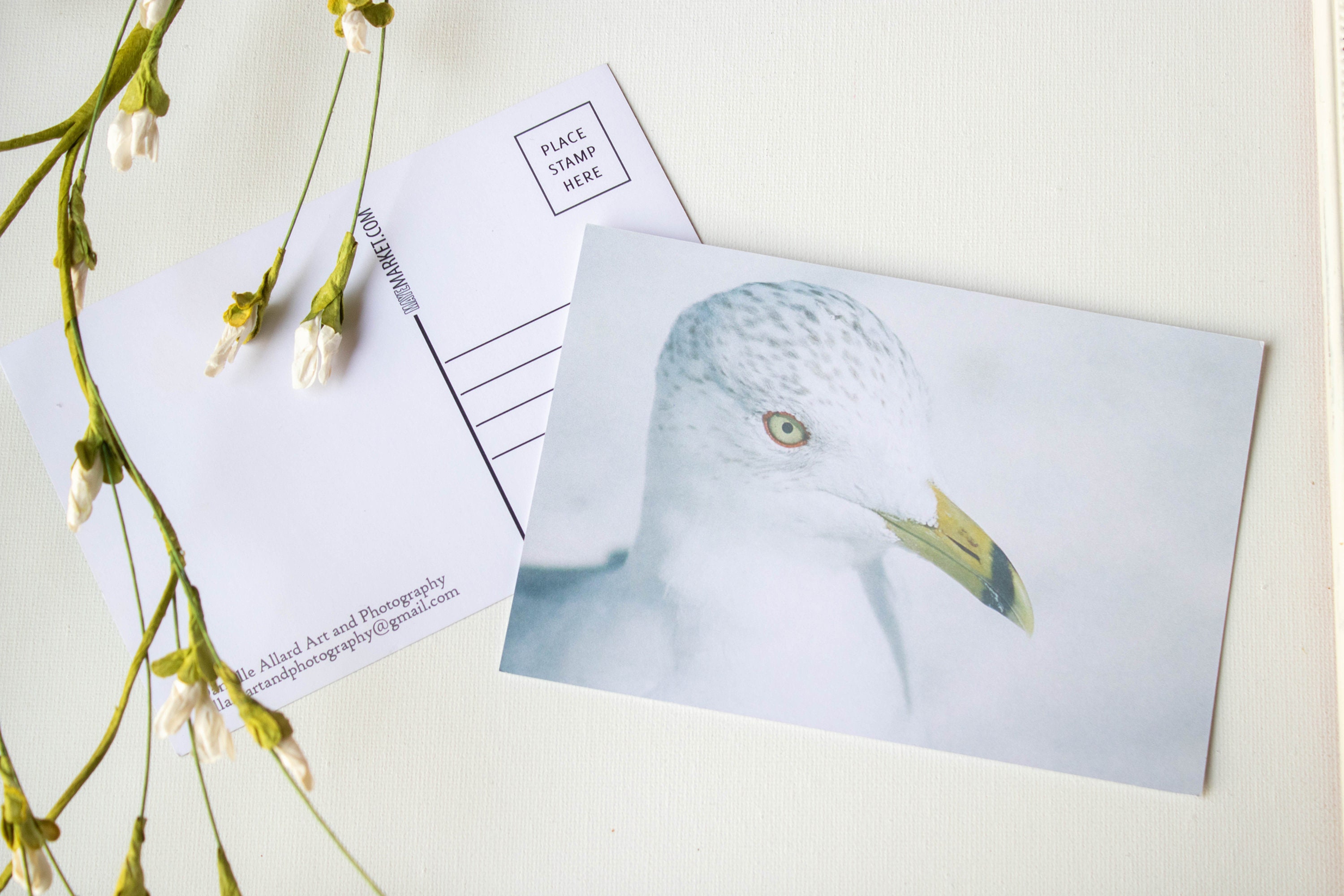 4" X 6" Postcard's Set of 4 Bird Photo Collection - Etsy