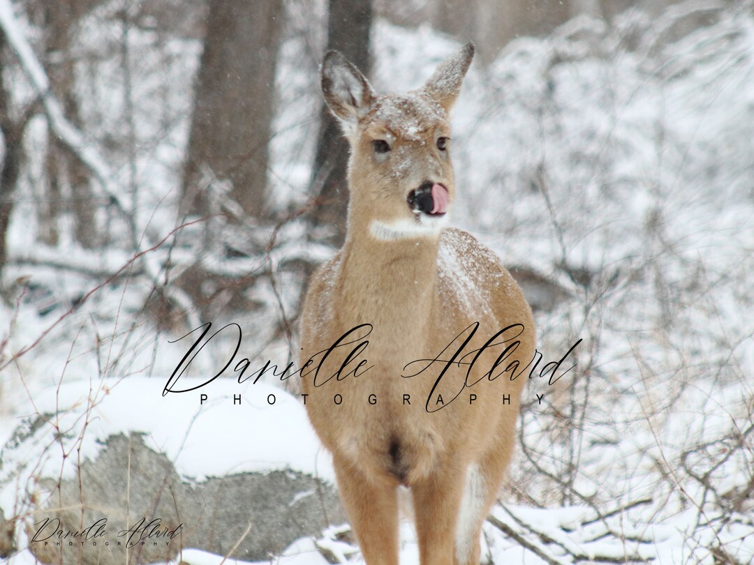 Deer the Beautiful Doe in Michigan, Single Use, Digital Photograph Art ...