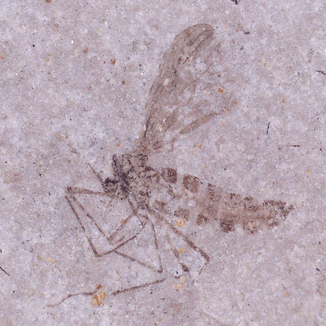 Fly Fossils From China Buy Insect and Fly Fossils Online UK Shop - Etsy