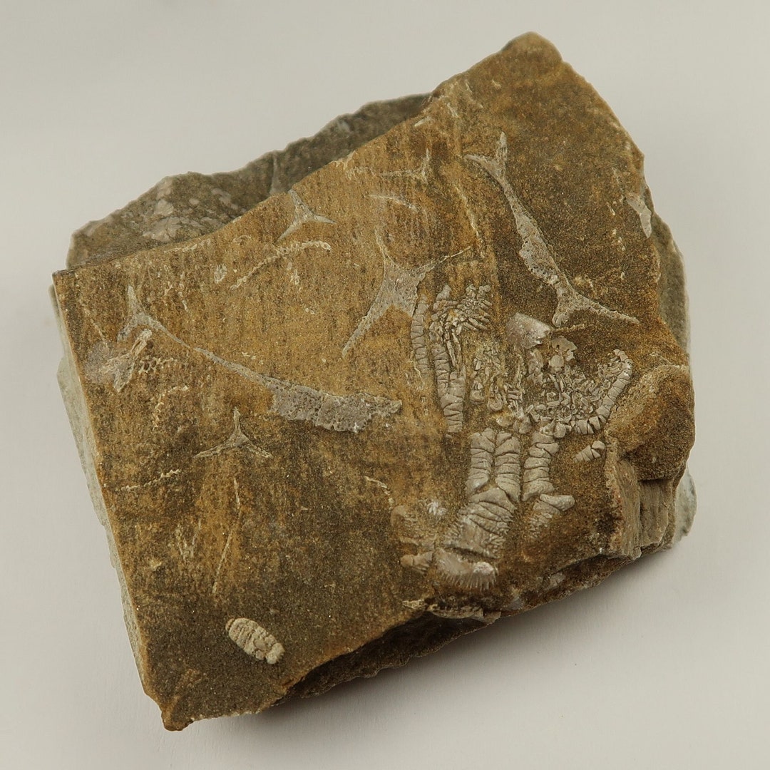 Fossil Crinoid Deathbeds From Alabama, USA Fossilised Crinoidal ...