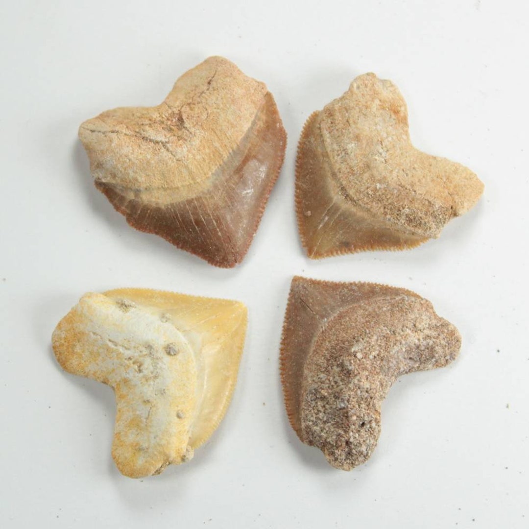 Fossilised Squalicorax Sharks Teeth From Morocco | Moroccan Sharks ...