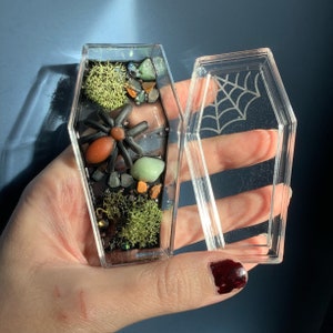 Mini Coffin Jumping Spider Terrarium Display Trinket Dish Jewelry Tray ...