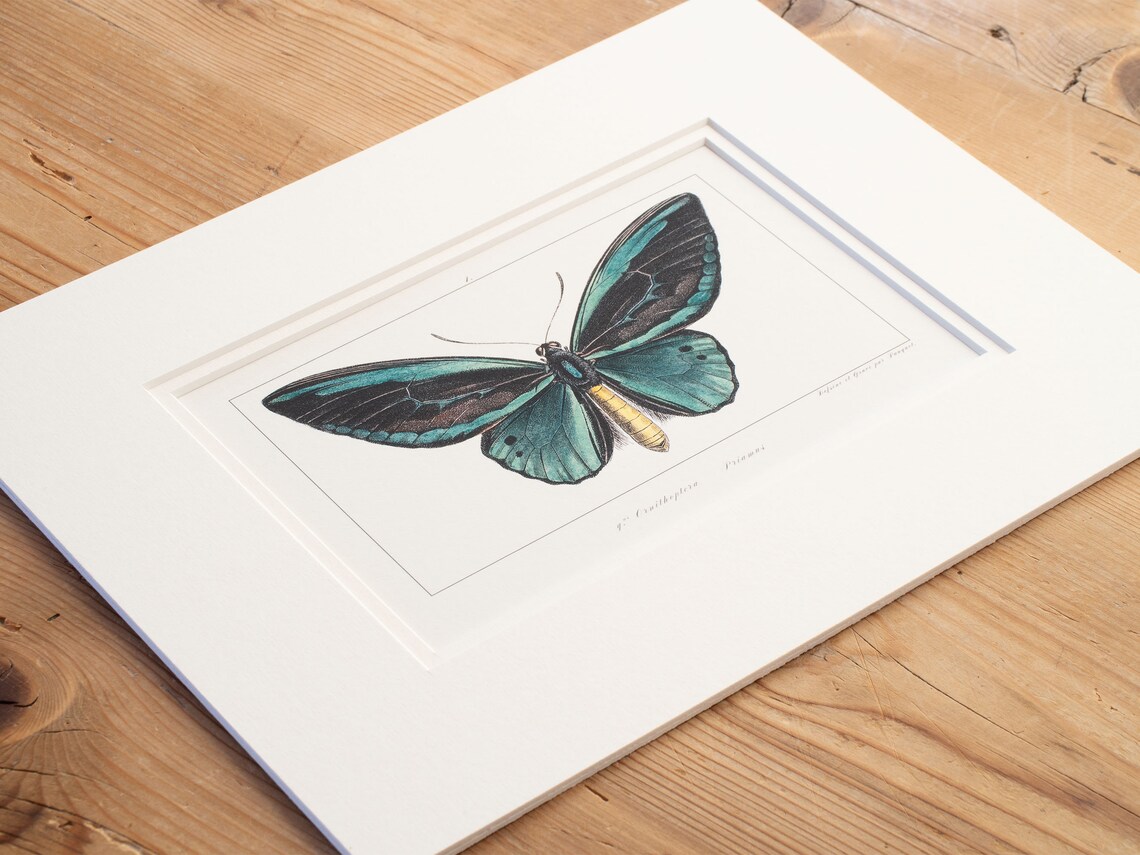 Vintage Green Butterfly Print | Antique Hand Coloured Engraving ...