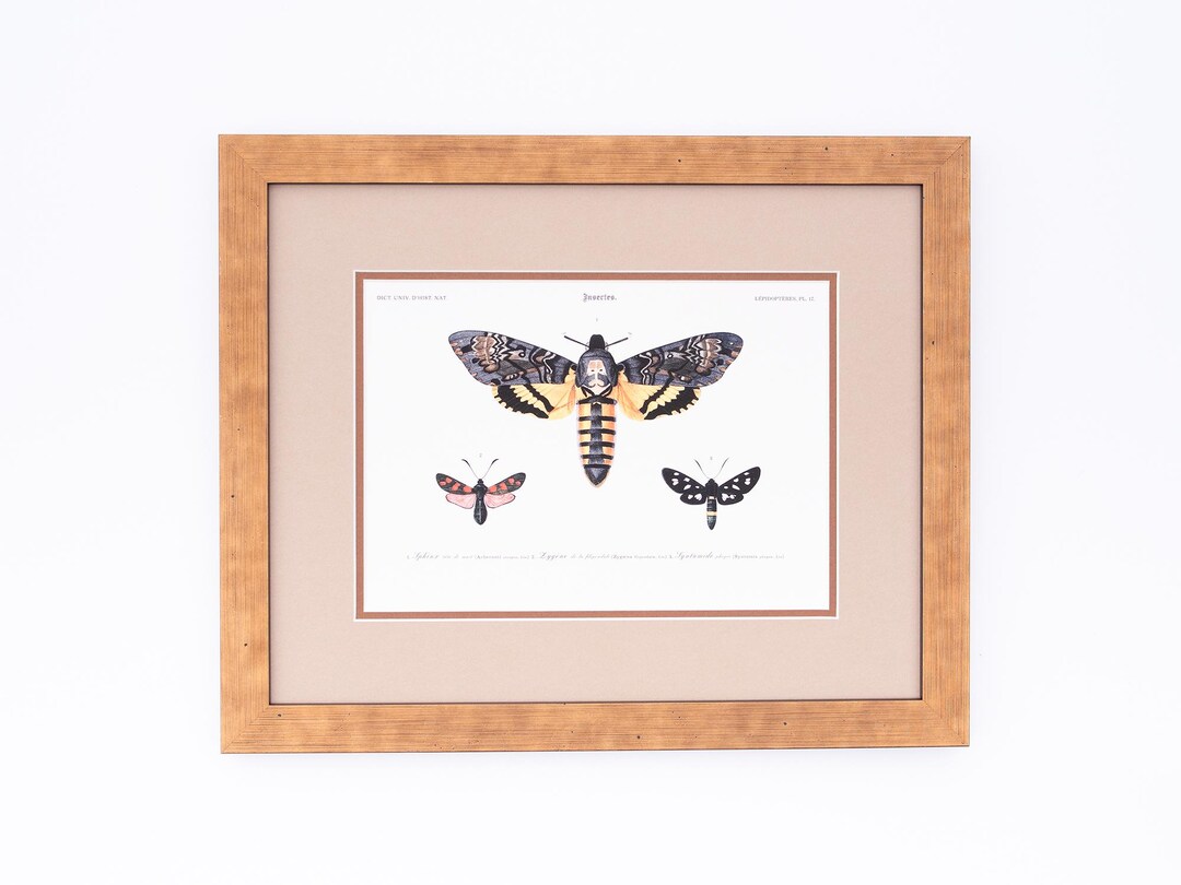 Vintage Moth Print Winged Lepidoptera Old Moth Picture Antique Hand ...