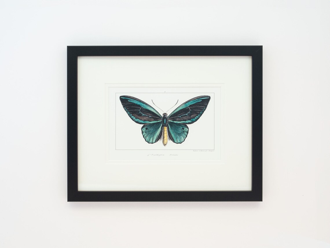Vintage Green Butterfly Print | Antique Hand Coloured Engraving ...