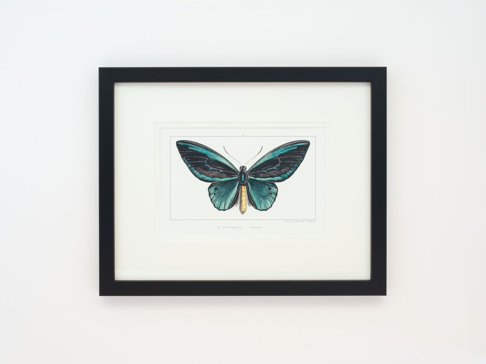 Vintage Green Butterfly Print | Antique Hand Coloured Engraving ...