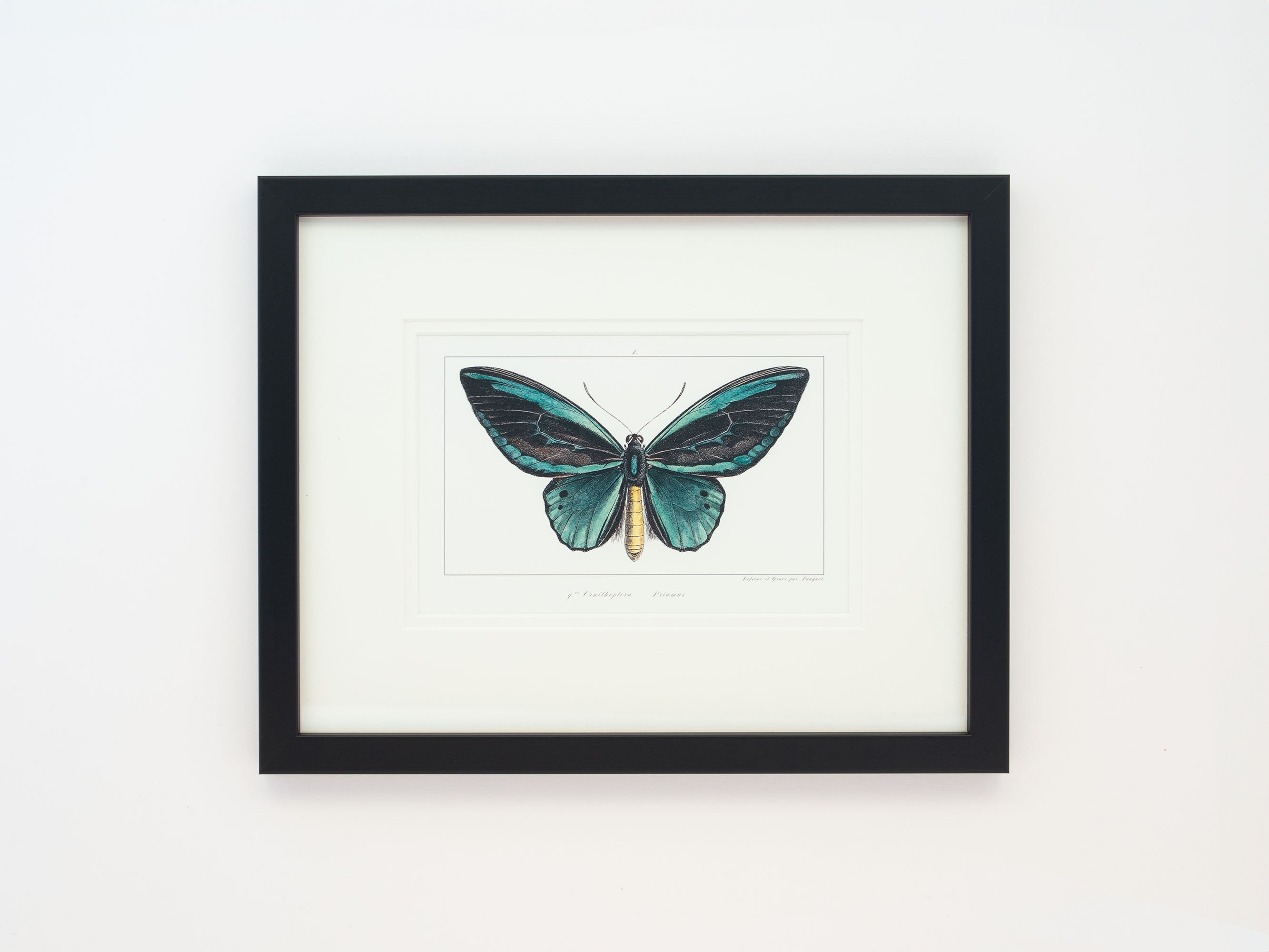 Vintage Green Butterfly Print | Antique Hand Coloured Engraving ...