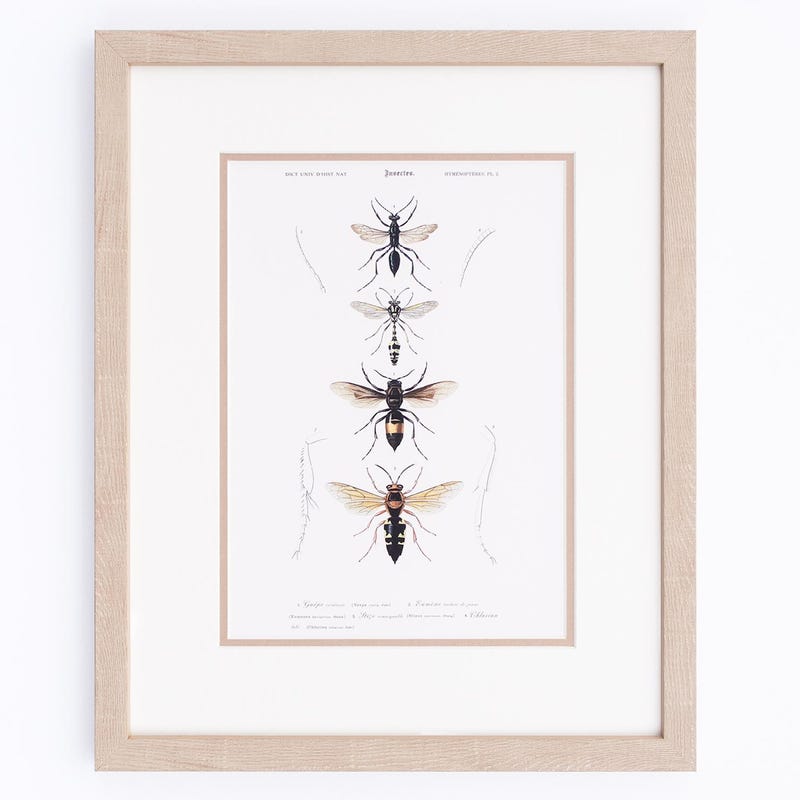 Insect Art - Etsy