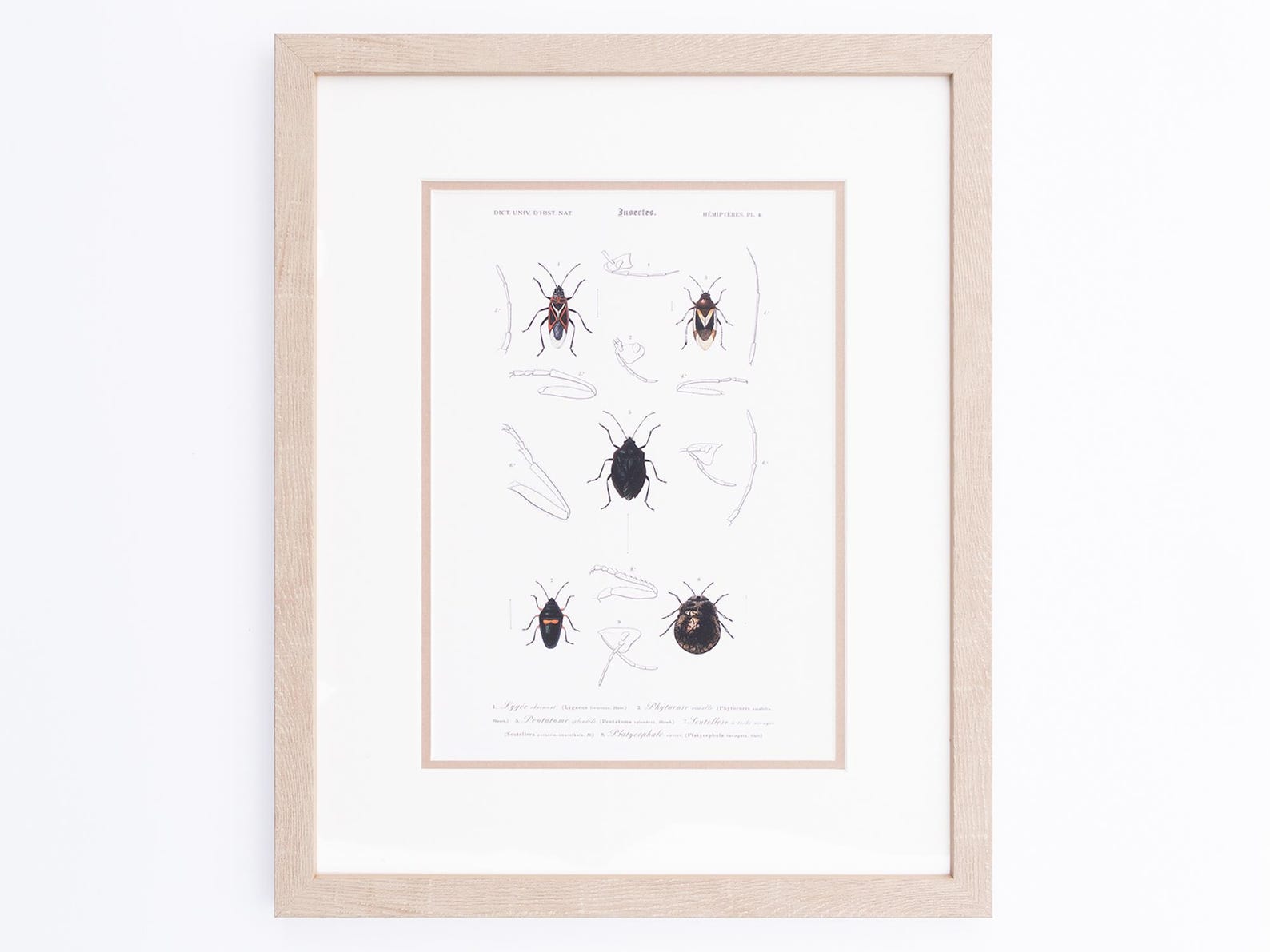 Vintage Insect Print | Winged Arthropod | Old Bug Picture | Antique ...