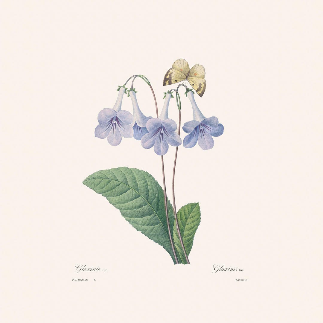 Vintage Blue Gloxinia Print | Redouté Antique Flower Engraving | Plant ...