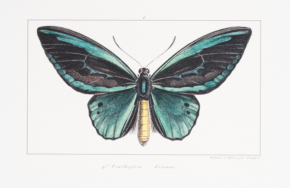 Vintage Green Butterfly Print | Antique Hand Coloured Engraving ...