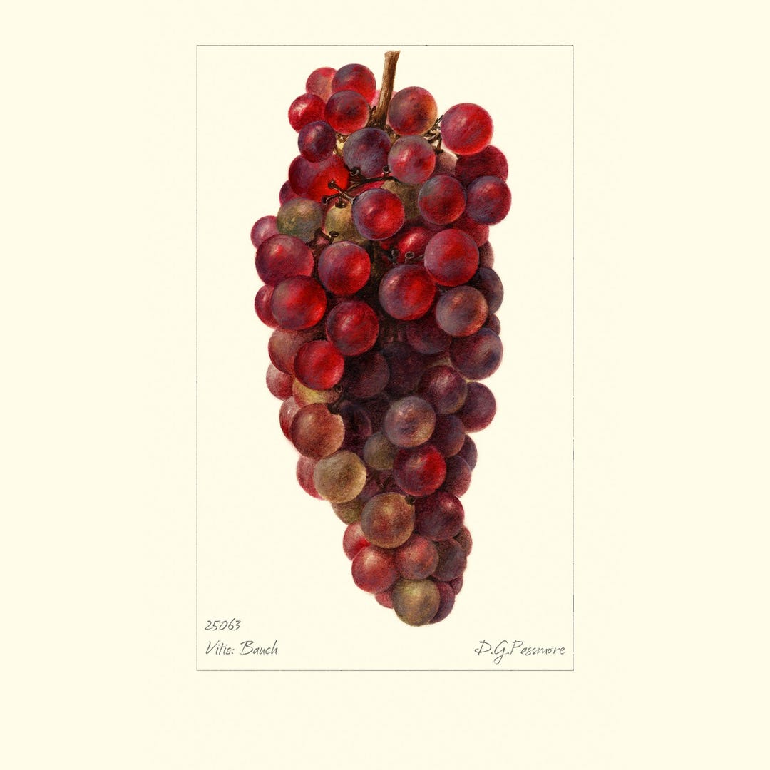 Vintage Botanical Red Grape Art Print | Antique Fruit Watercolour ...