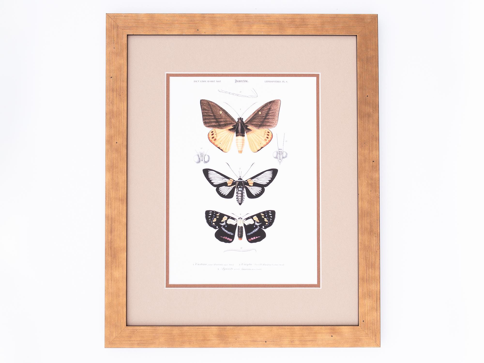 Vintage Moth Print | Winged Lepidoptera | Old Moth Picture | Antique ...