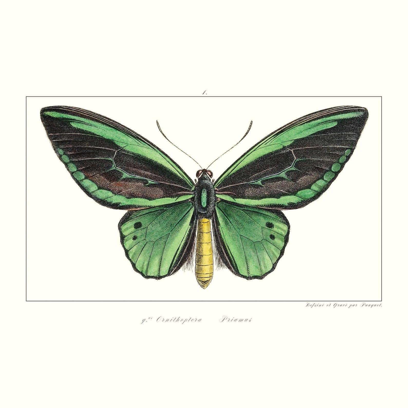 Vintage Green Butterfly Print | Antique Hand Coloured Engraving ...