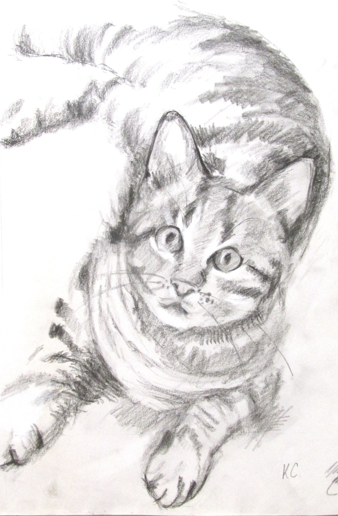 Tabby Cat Print From Original Charcoal Drawing Animal Cat Lover Gifts ...