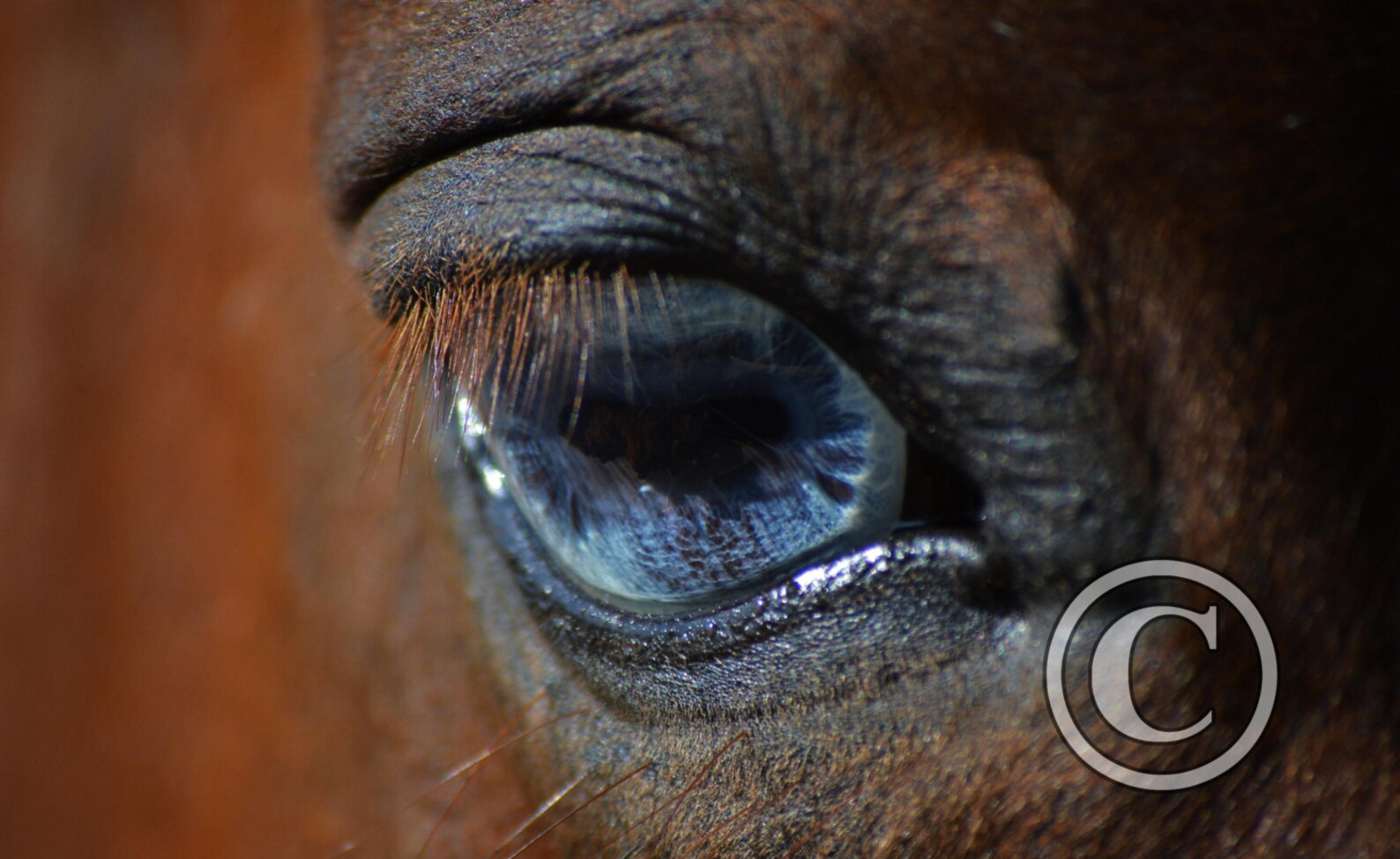 Photographie équine cheval oeil Photo Print | Etsy