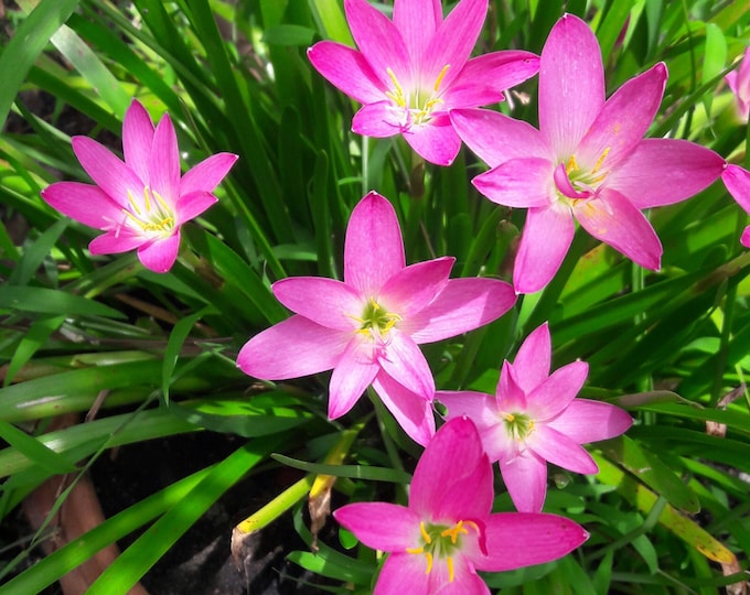 3 Rain Lily Bulbs, Zephyranthes 'fadjar Pink', Rainflower, Fairy Lily ...