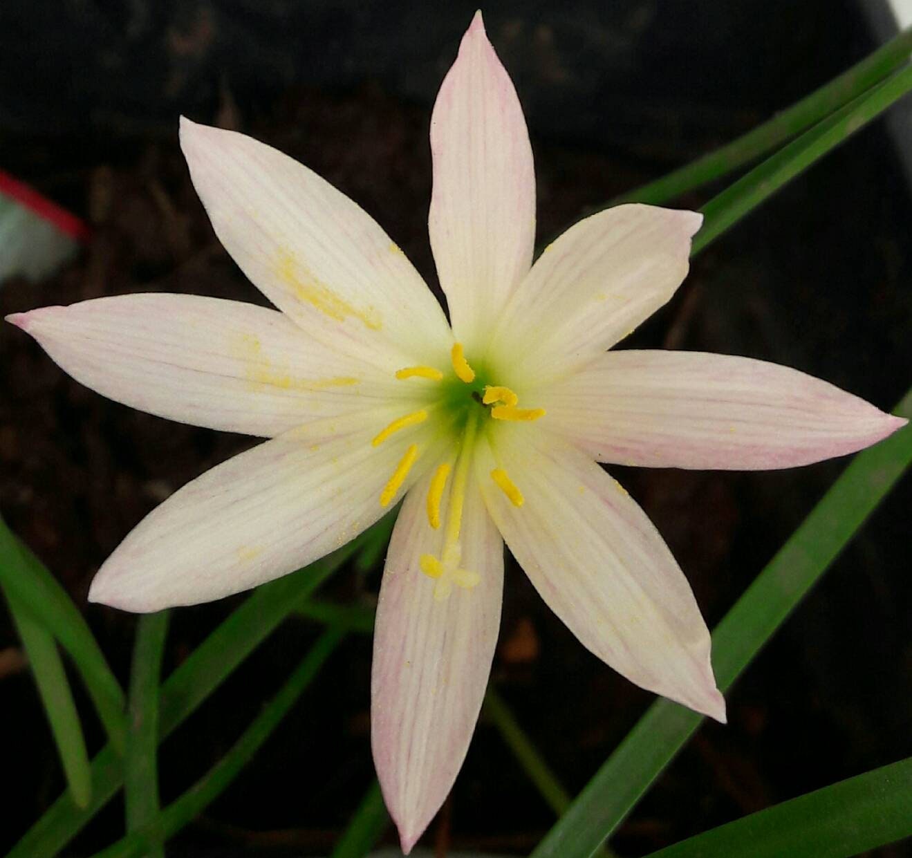 Rain Lily Bulb, Zephyranthes 'twinkle Strain', Rainflower, Fairy Lily ...
