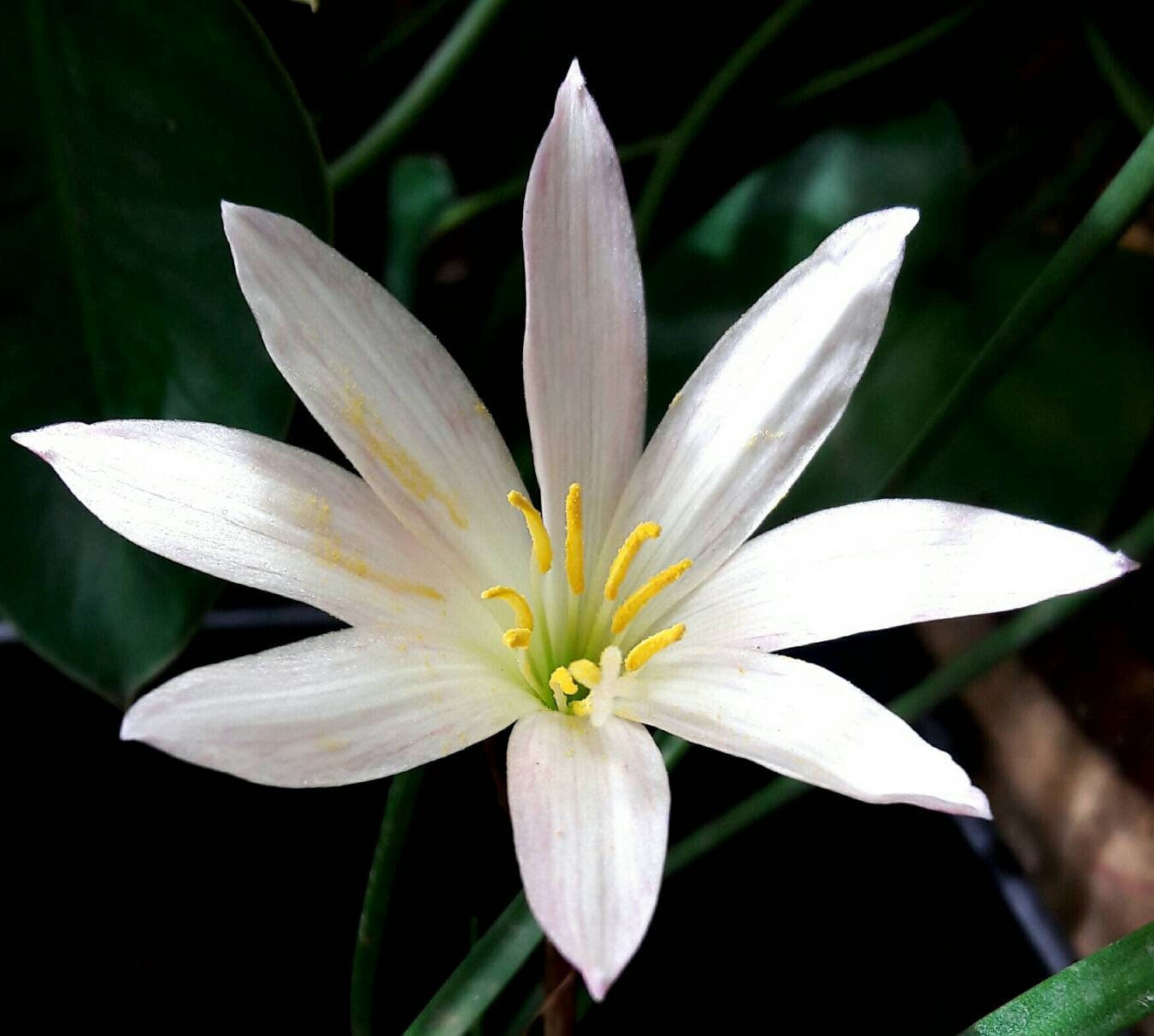 Rain Lily Bulb, Zephyranthes 'twinkle Strain', Rainflower, Fairy Lily ...