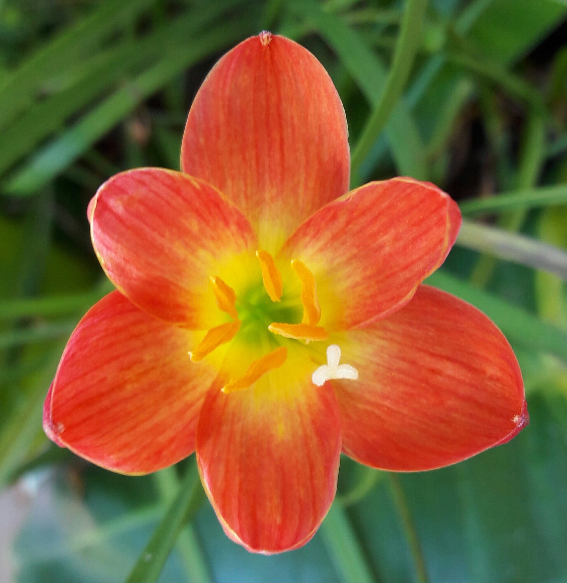 Home & Living Atamasco Lily Magic Lily Flowering Size Fairy Lily 1 Bulb ...