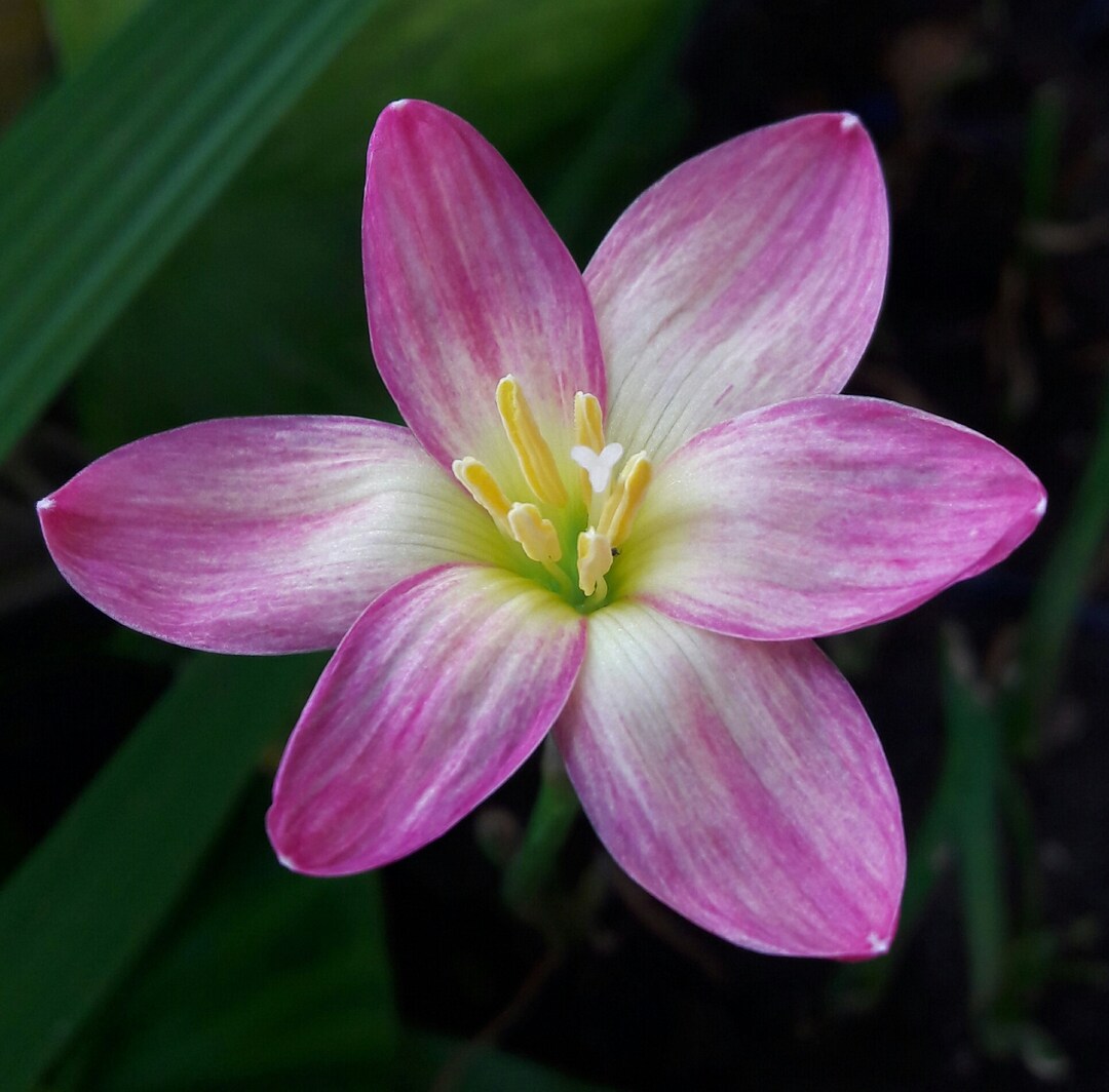 Buy 1 Bulb Rain Lily, Zephyranthes 'wishy Wish', Rainflower, Fairy Lily ...