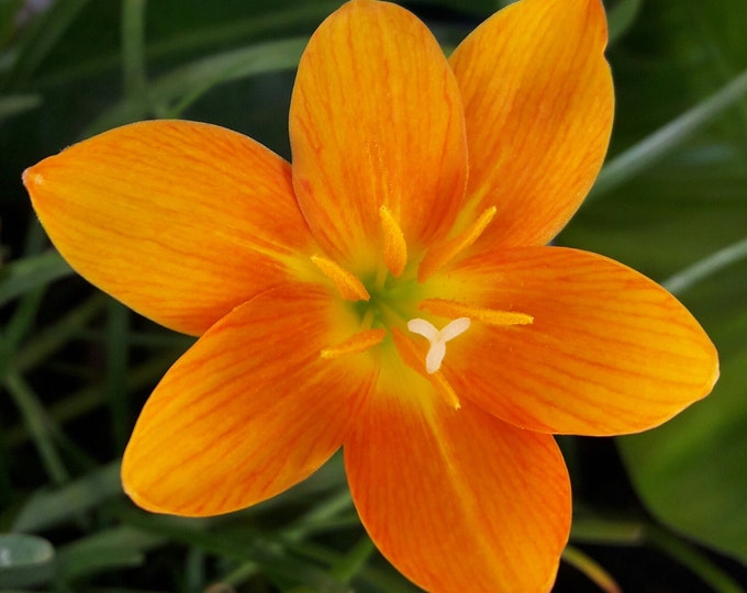 3 Rain Lily Bulbs, Zephyranthes 'fadjar Pink', Rainflower, Fairy Lily ...