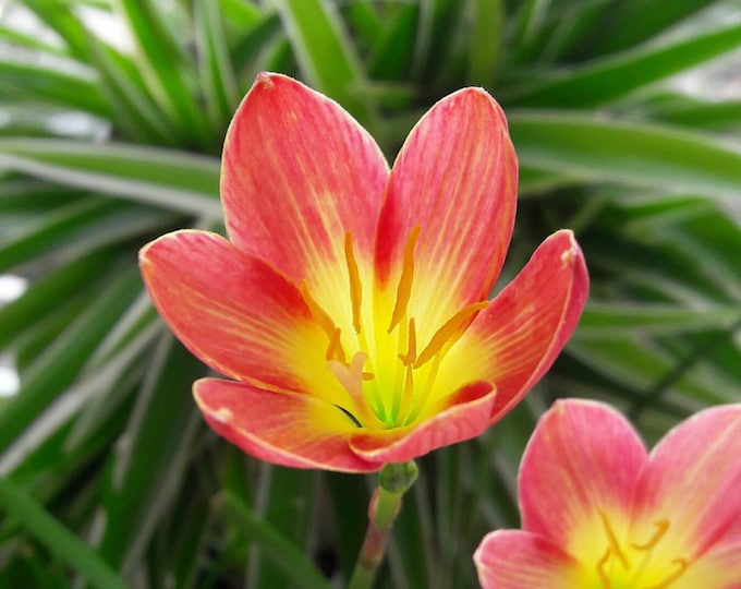 3 Rain Lily Bulbs, Zephyranthes 'fadjar Pink', Rainflower, Fairy Lily ...