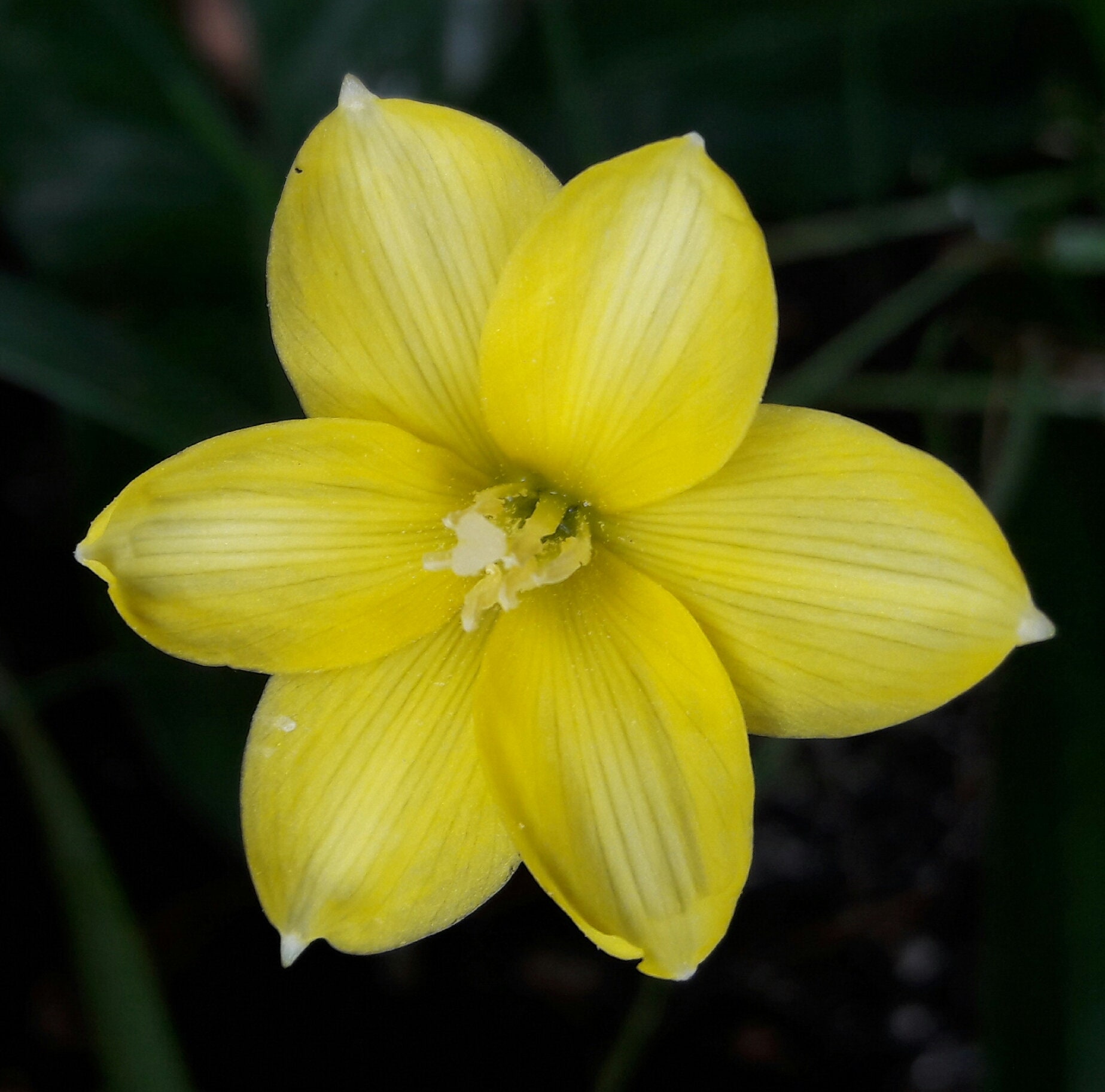 1 bulbo Lirio de lluvia, Zephyranthes 'Cooperia Jonesii', Rainflower ...