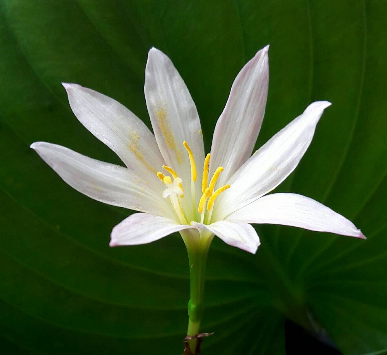 Rain Lily Bulb, Zephyranthes 'twinkle Strain', Rainflower, Fairy Lily ...