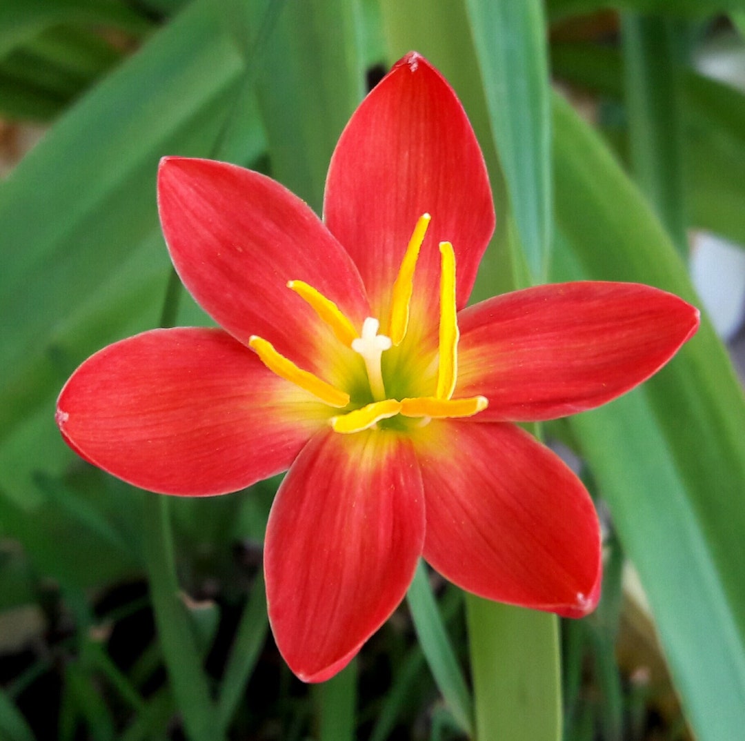 1 bulbo Lirio de lluvia, Zephyranthes 'Rojo tan lindo', Flor de lluvia ...