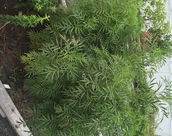 Kivumbasi Lime Basil Ocimum Canum Lamiaceae Edible Seeds