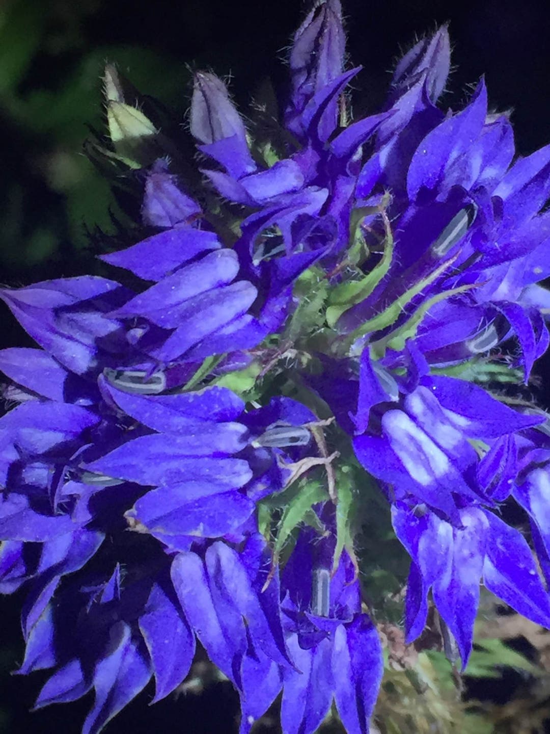 Lobelia Combo Pack, Blue Lobelia, Lobelia Siphilitica, Indian Lobelia ...