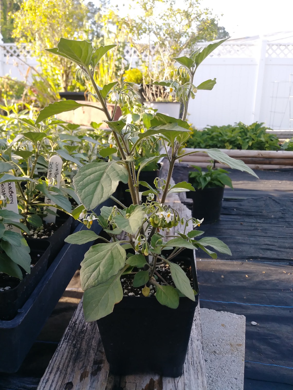 Sunberry Solanum retroflexum Organic seeds Edible seeds75 | Etsy