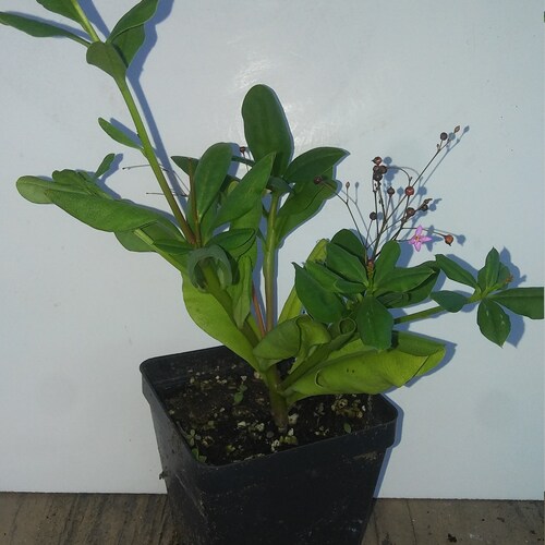 Jewels of Opar ''limon'' Limon Talinum - Etsy