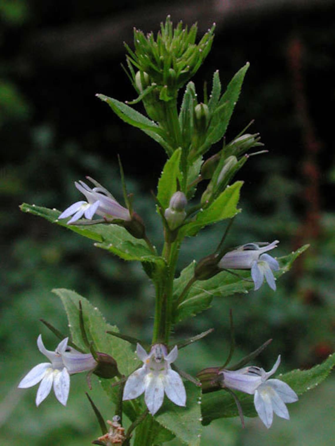 Lobelia Indian Lobelia Lobelia Inflata Medicinal Seeds - Etsy